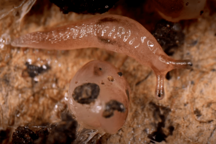 Planet Soil – Živá půda